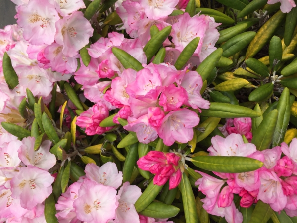 Diane Hall - Art for Sale | Pixels Merch